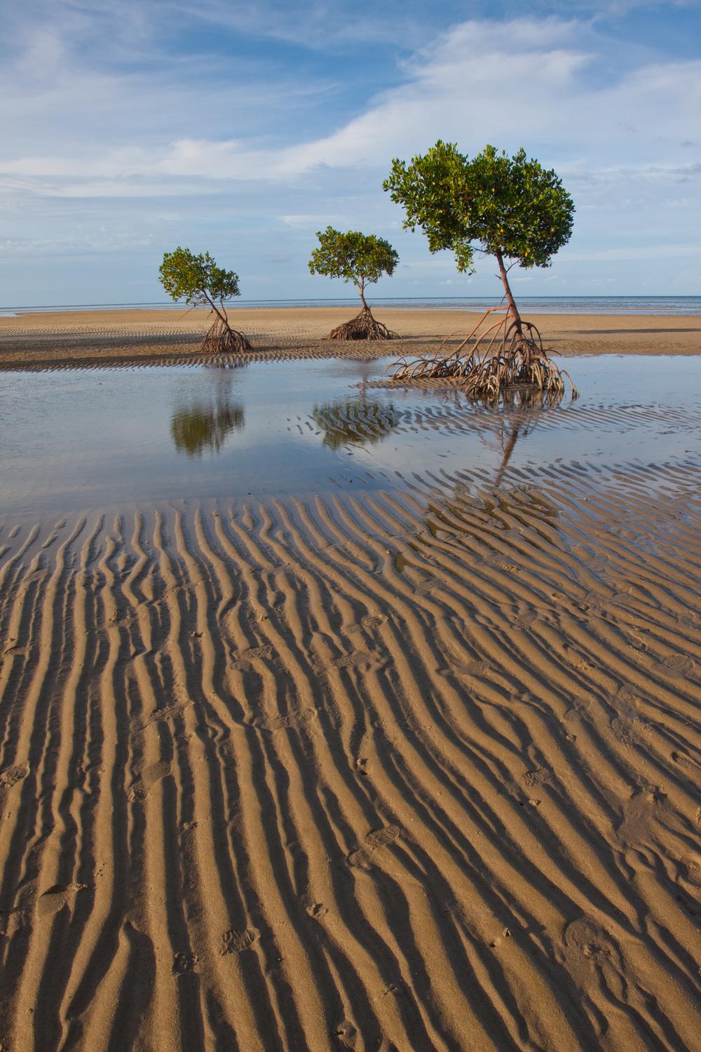 State Of The Tropics